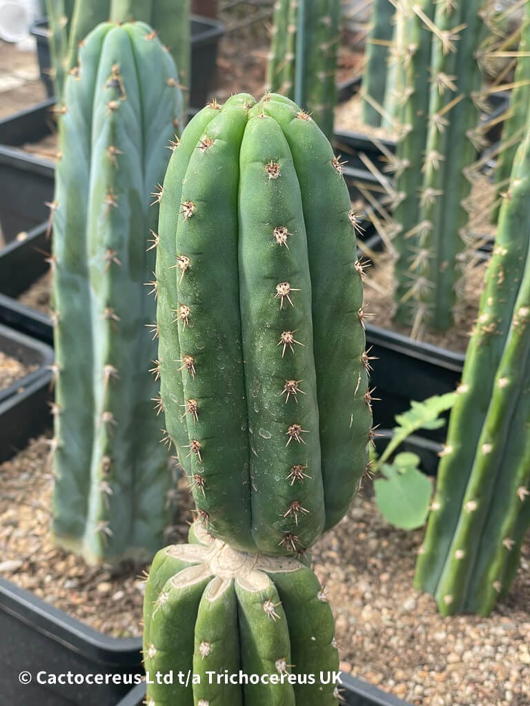 Tr. pachanoi Pup - San Pedro | Cactocereus UK t/a Trichocereus UK