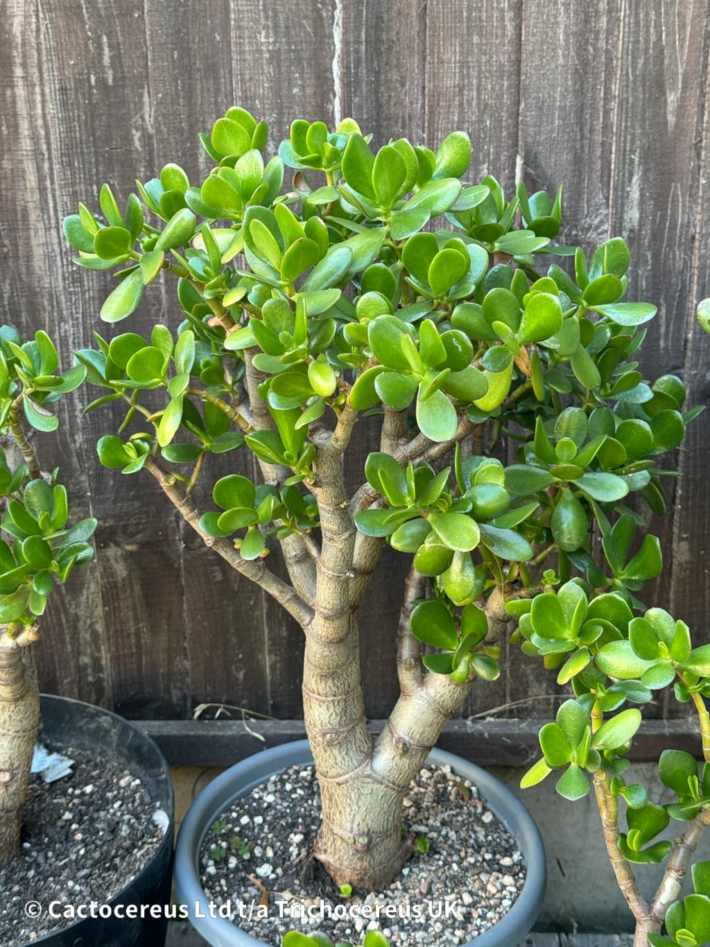 Crassula ovata Jade Plant Money Plant 59cm